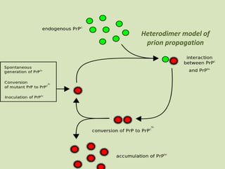 Prion : PATHOGENTIC TYPES OF MISFOLD PROTEIN | PPT