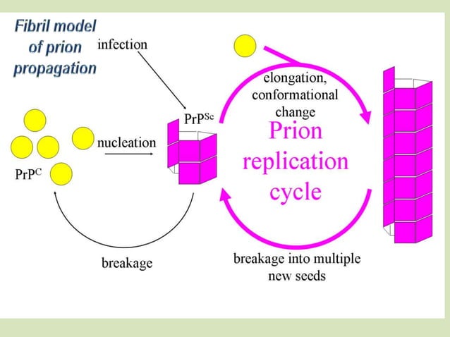 Prion : PATHOGENTIC TYPES OF MISFOLD PROTEIN | PPT
