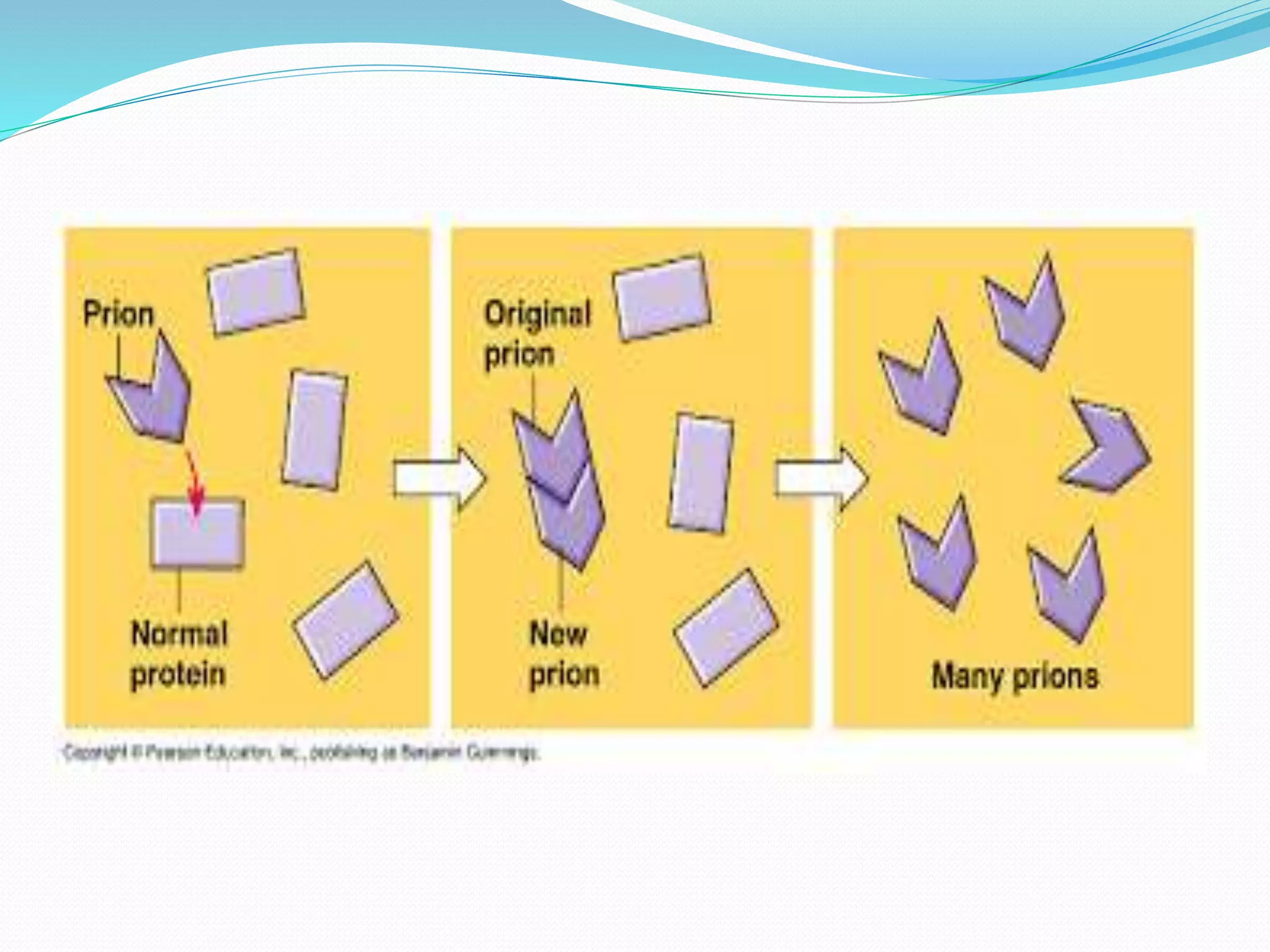 Prion Protein by sourav pan | PPT