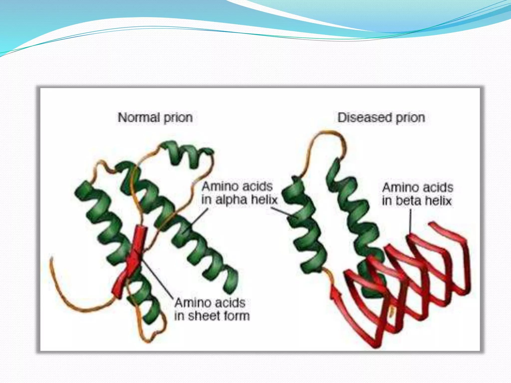 Prion Protein by sourav pan | PPT