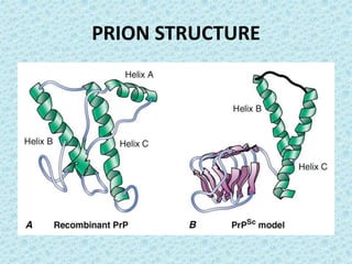 Prion diseases ---kuru | PPTX