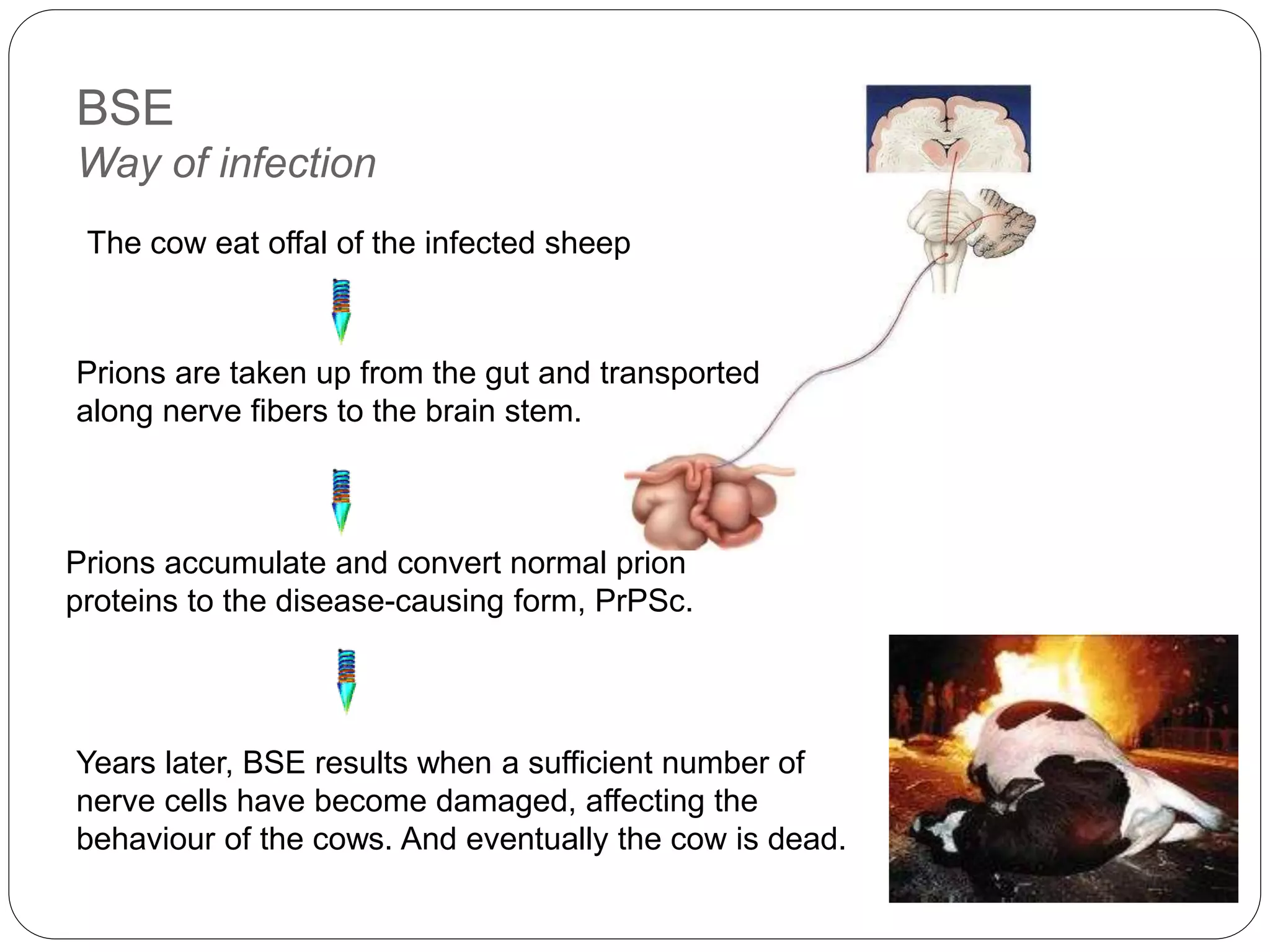 Prion diseases | PPTX