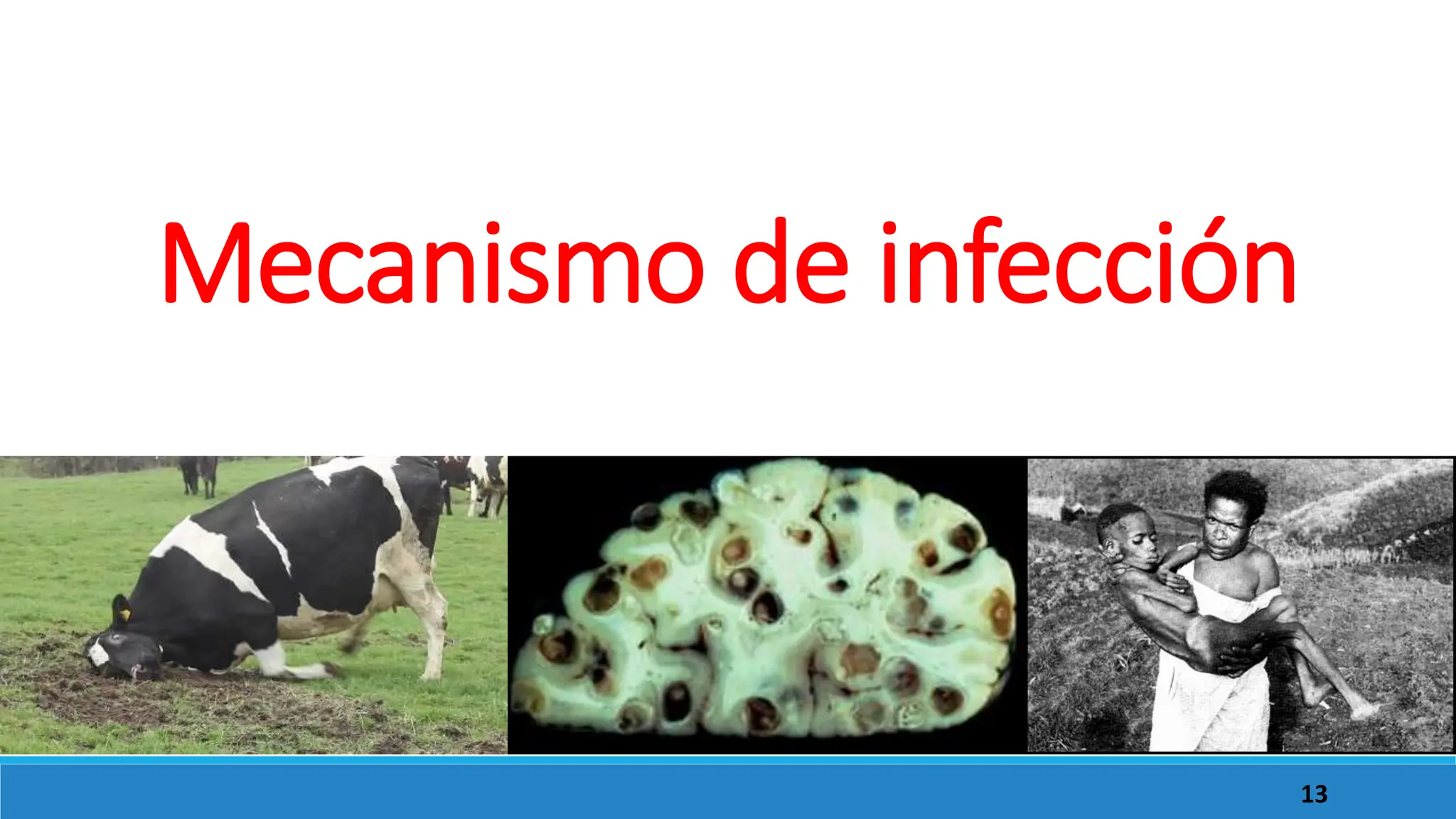 Priones, definiciones y la enfermedad de las vacas locas | PPT