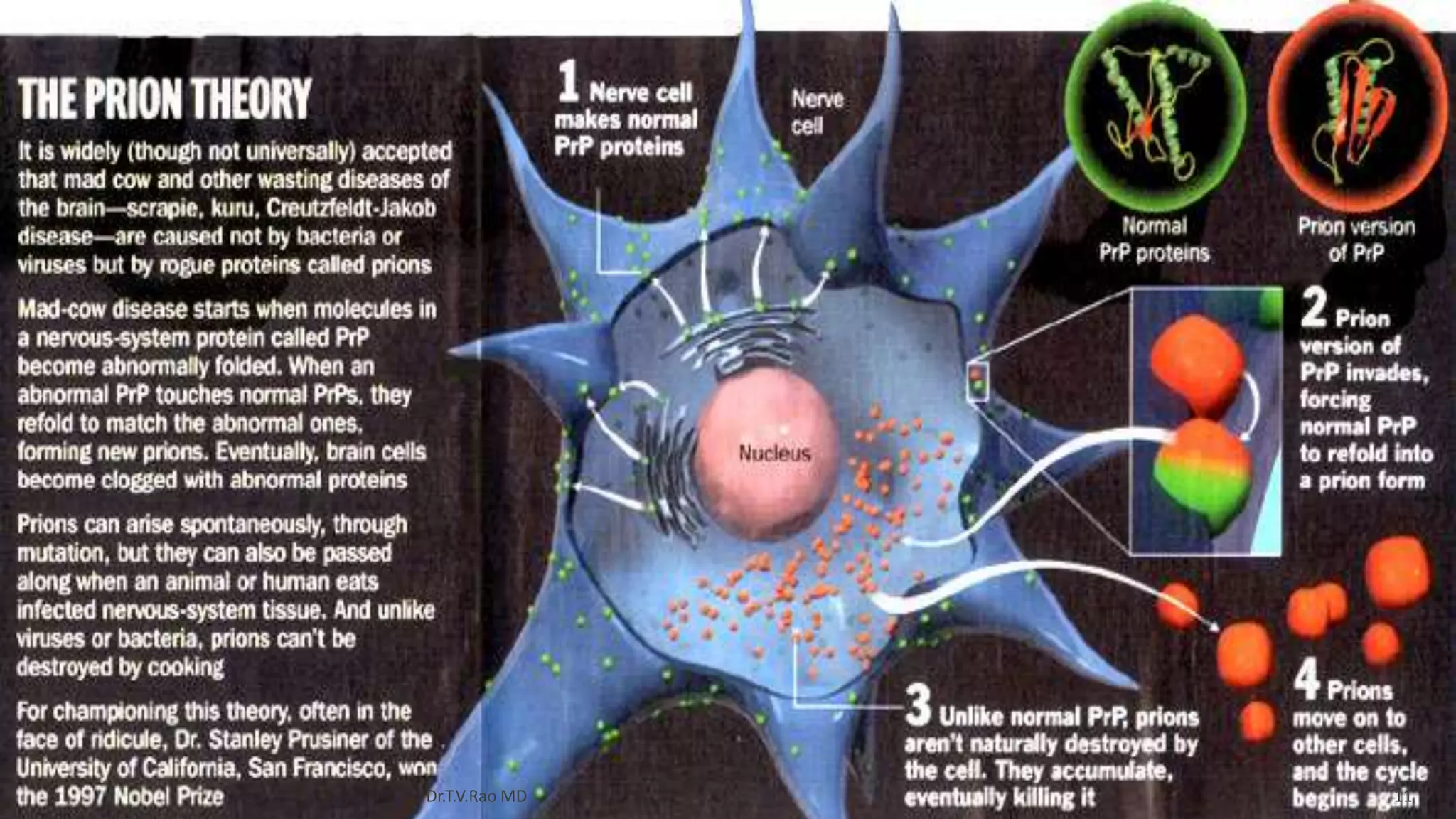 Prion diseases | PPTX