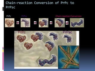 An Introduction of Prion protein | PPTX