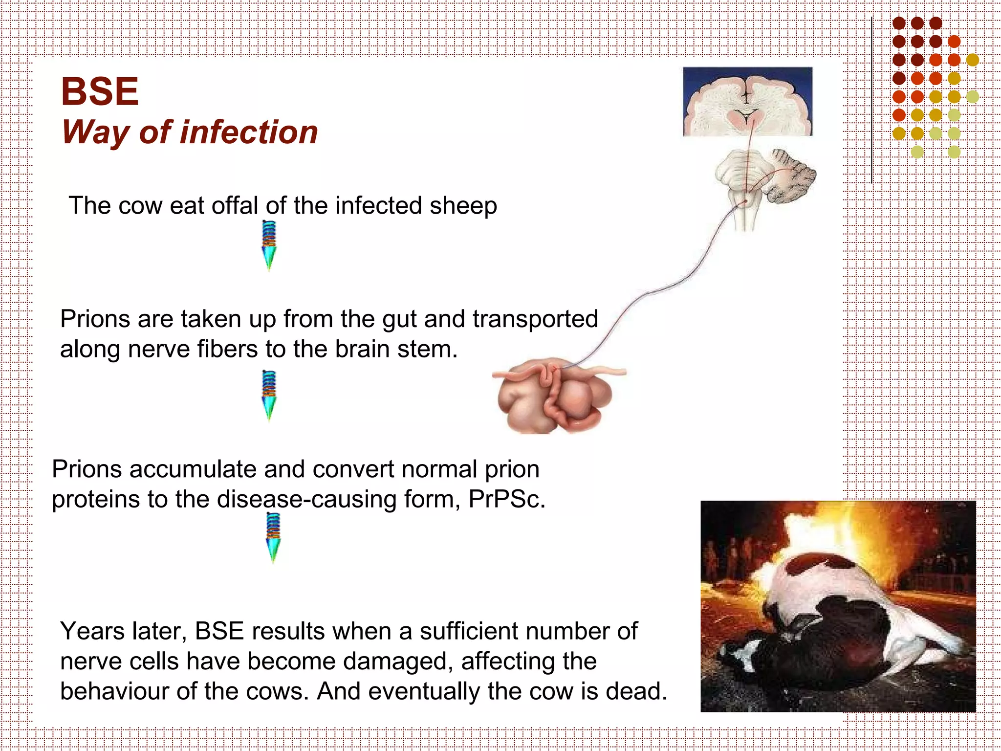 Prions and Diseases | PPT