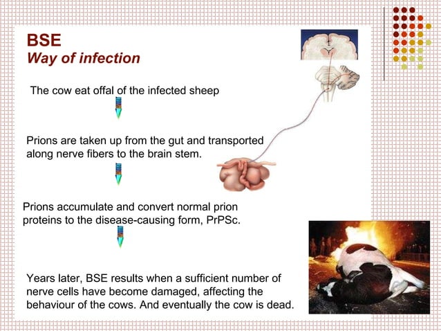 Prions and diseases | PPT