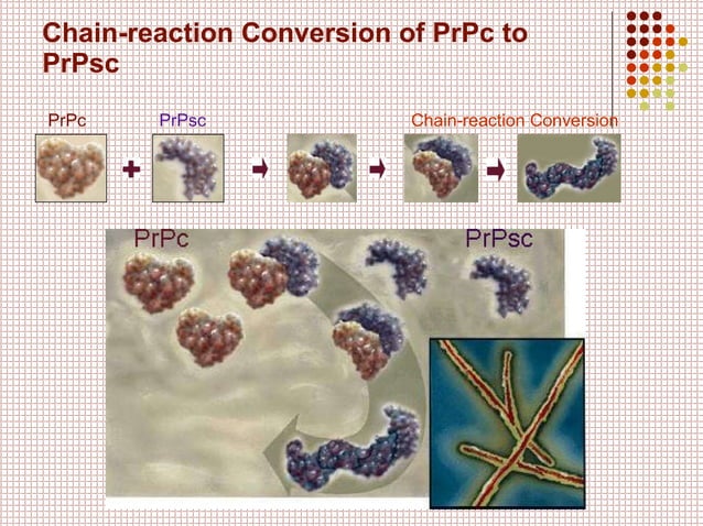 Prions and diseases | PPT