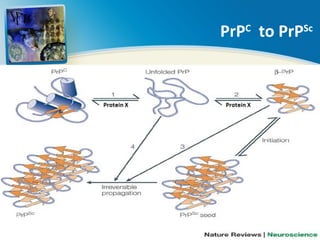 Prions | PPT