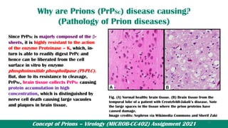PRIONS | PDF