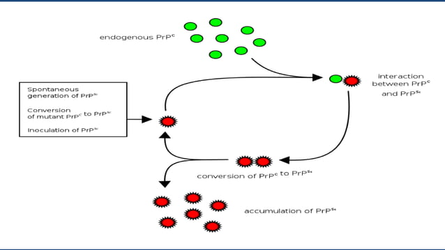 Prions: structure diseases associated with and clinical picuture.pptx