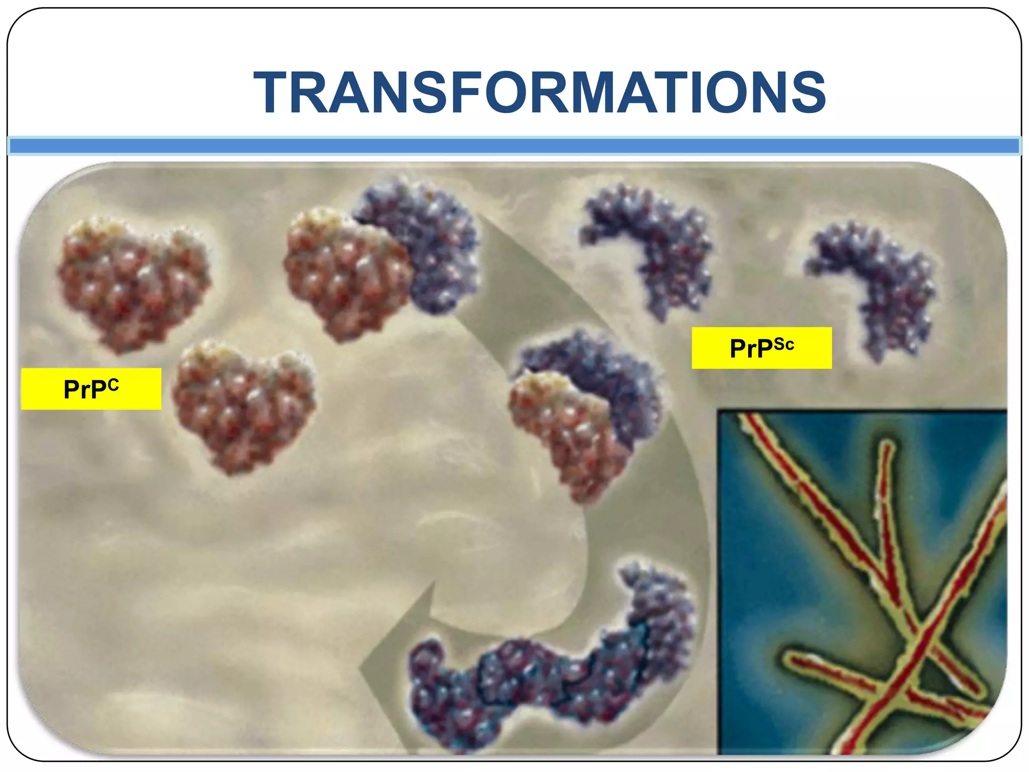 Prions (Infectious Protein) | PPTX