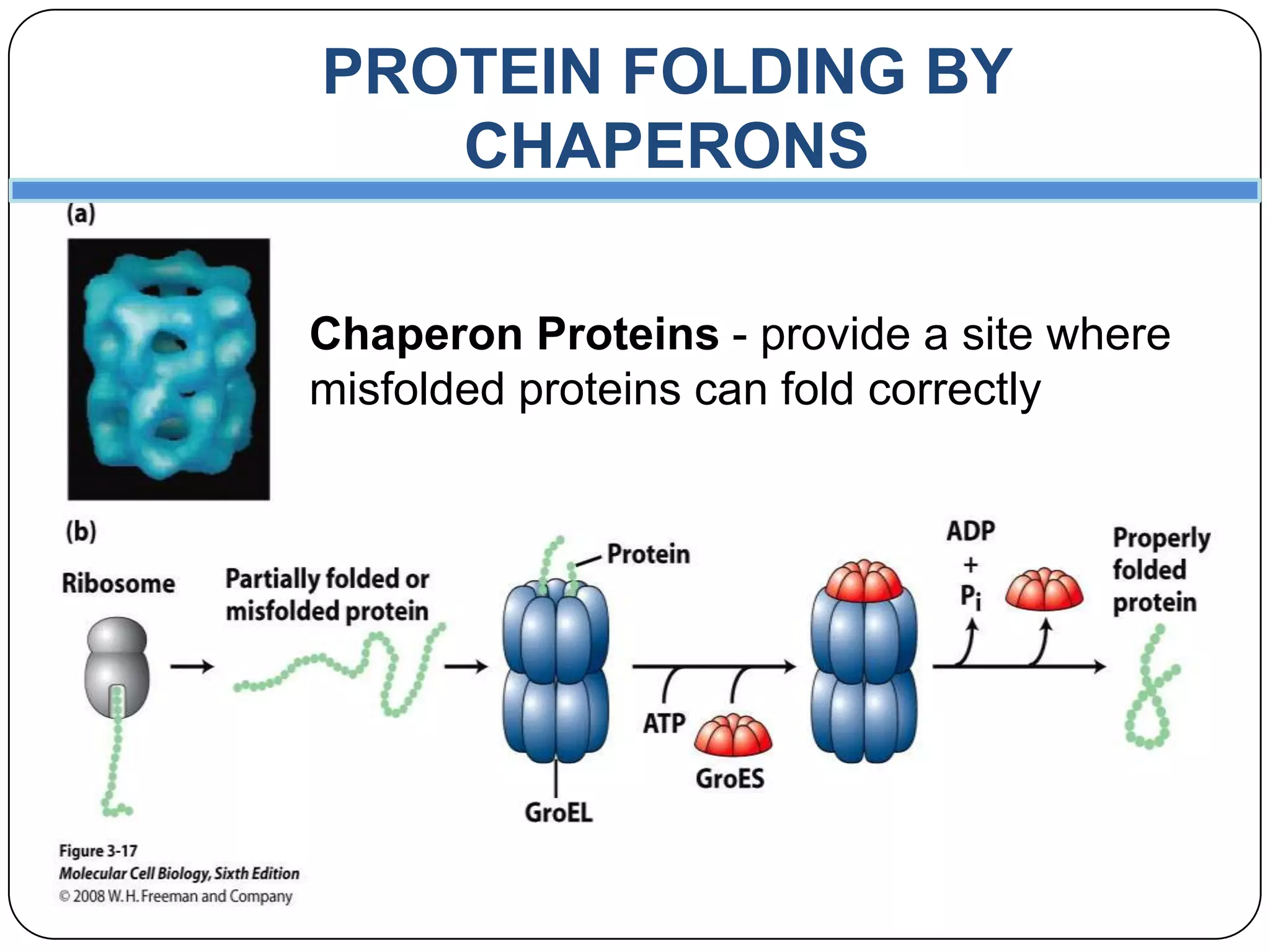 Prions (Infectious Protein) | PPTX