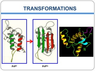 Prions (Infectious Protein) | PPTX