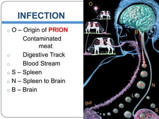 Prions (Infectious Protein) | PPTX