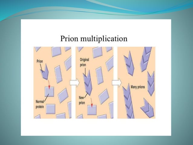 Prions | PPTX | Infectious Diseases | Diseases and Conditions