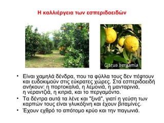 Priramida diatrofis | PPT