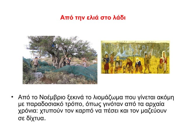 Priramida diatrofis | PPT