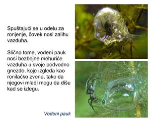 Priroda kao pokretač ideja | PPT