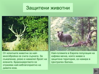 Prirodni Oblasti PPT prirodni-oblasti-ppt