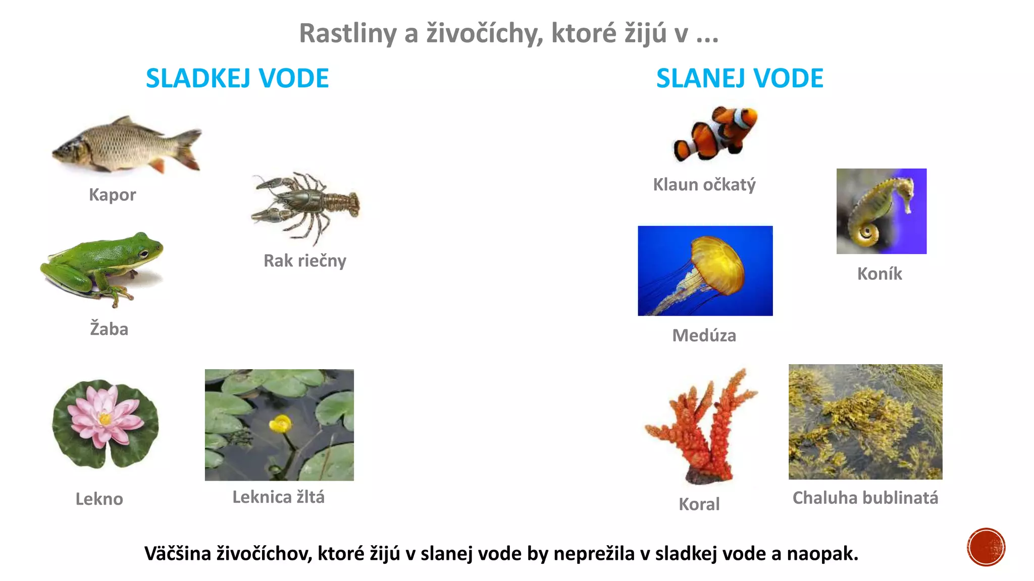 Prírodoveda pre 3. roč. ZŠ | PDF