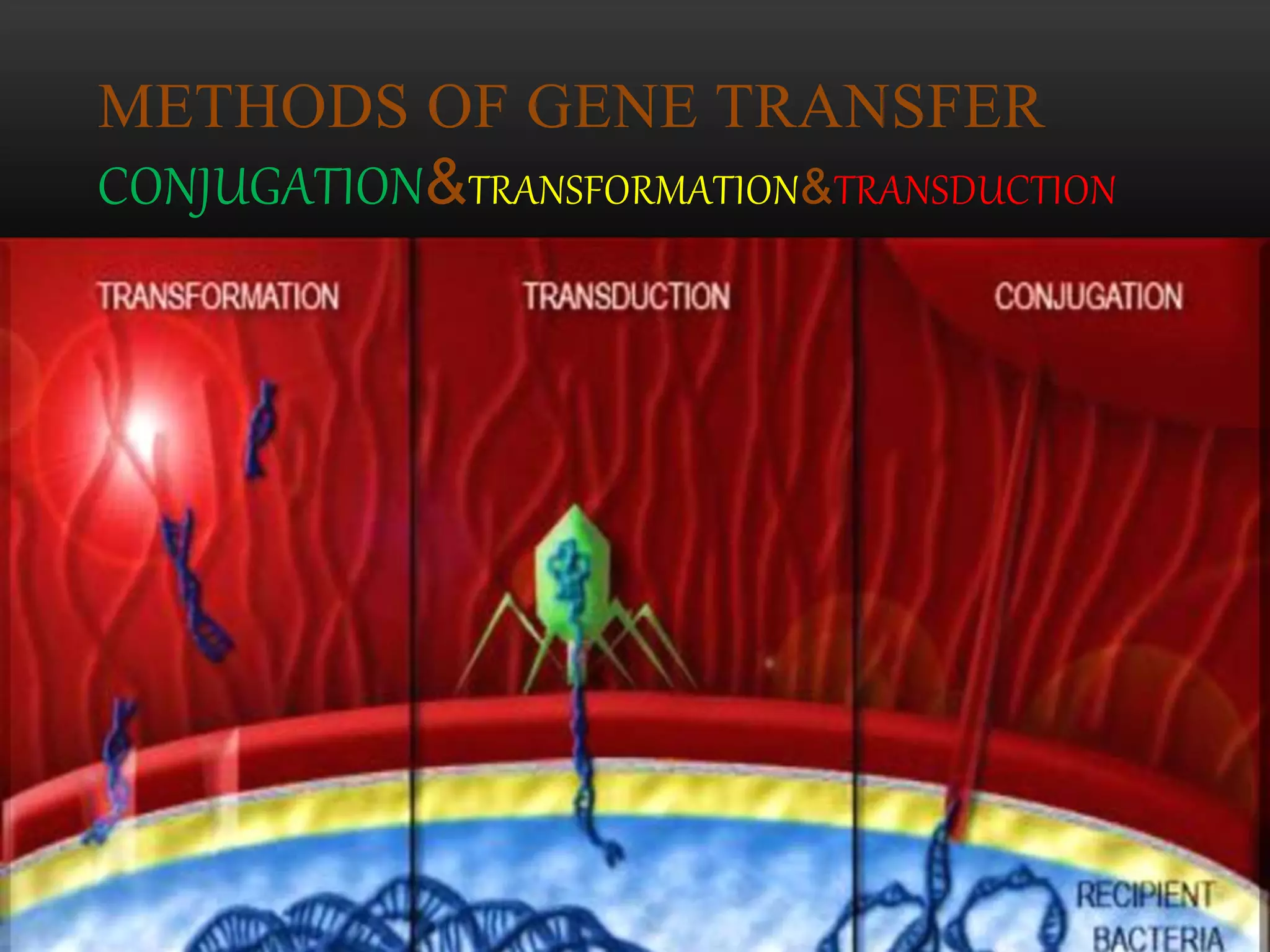 mechanism of gene transfer prokaryotes | PPTX