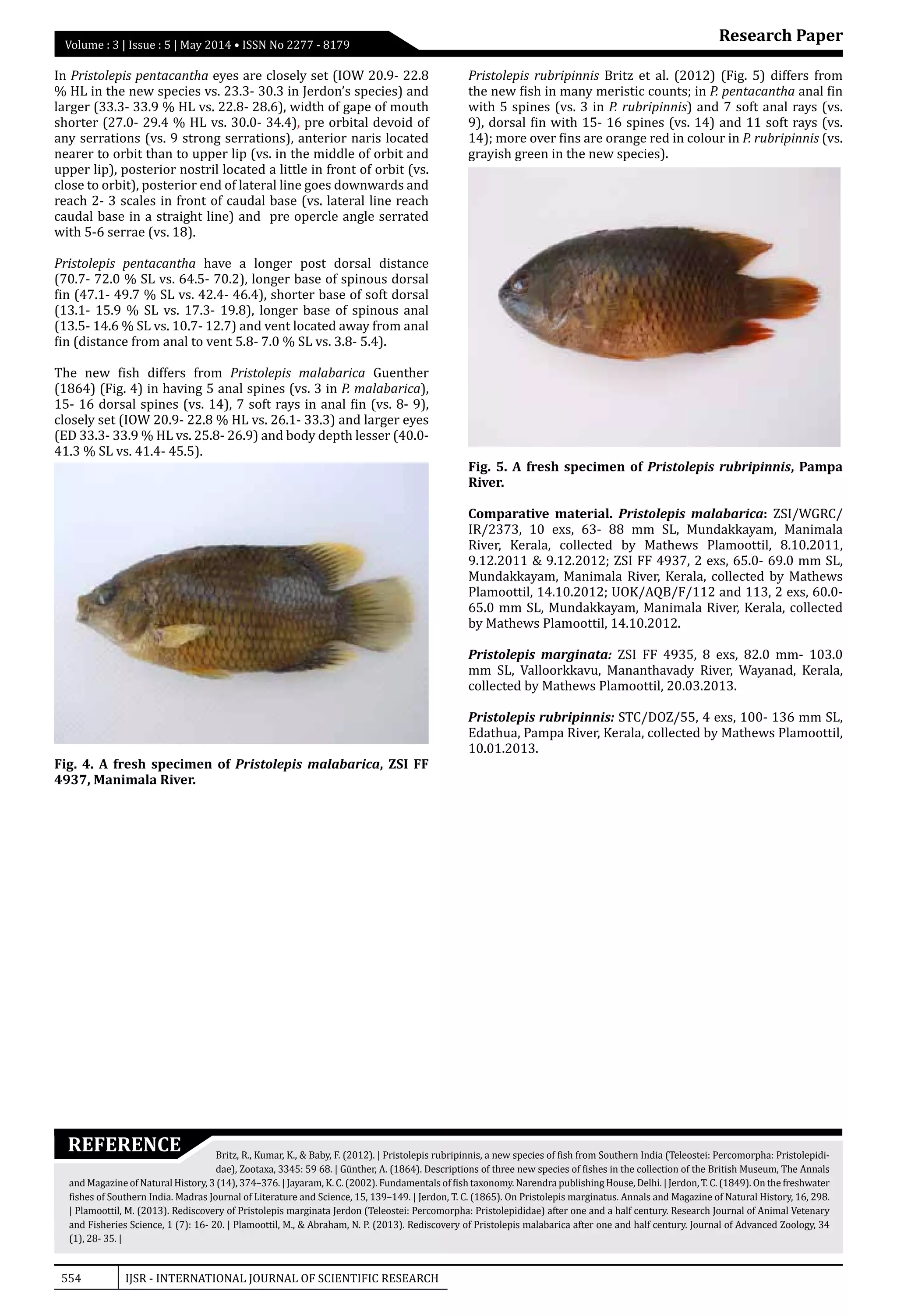 Pristolepis pentacantha, a new species | PDF