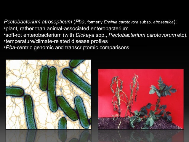 Pectobacterium - Alchetron, The Free Social Encyclopedia