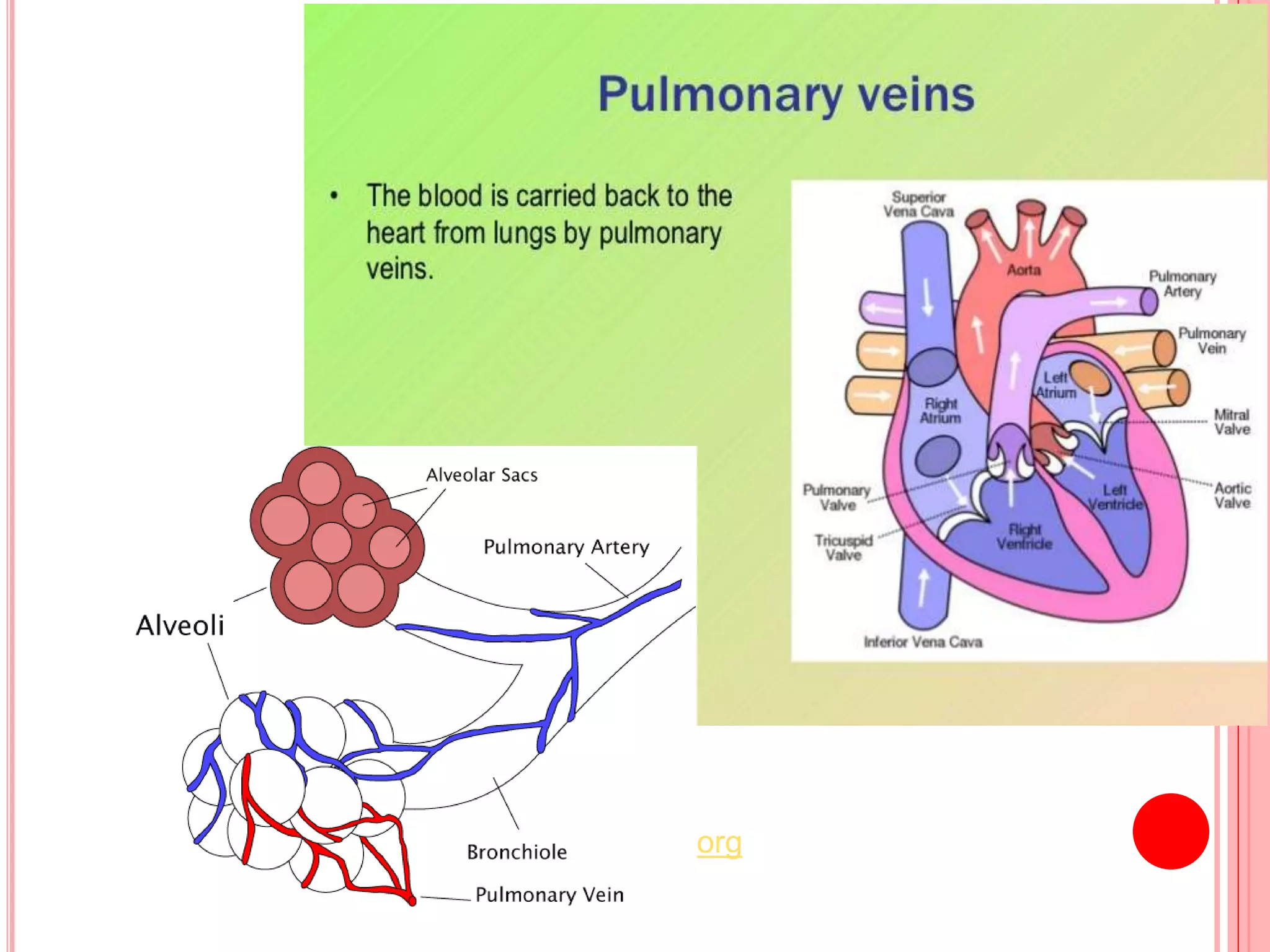 Pritesh(HEART ANATOMY )NURSING | PPT