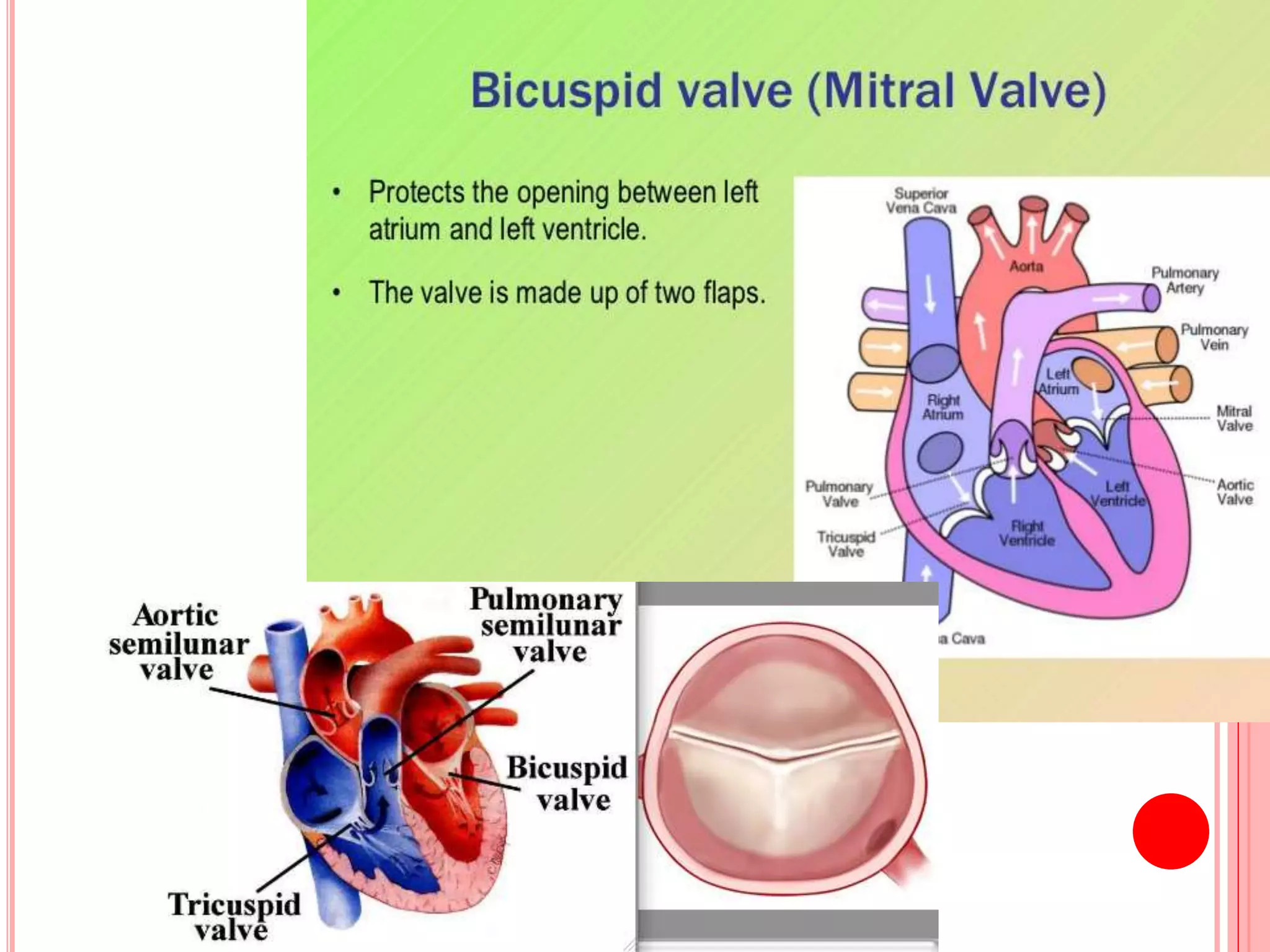 Pritesh(HEART ANATOMY )NURSING | PPT