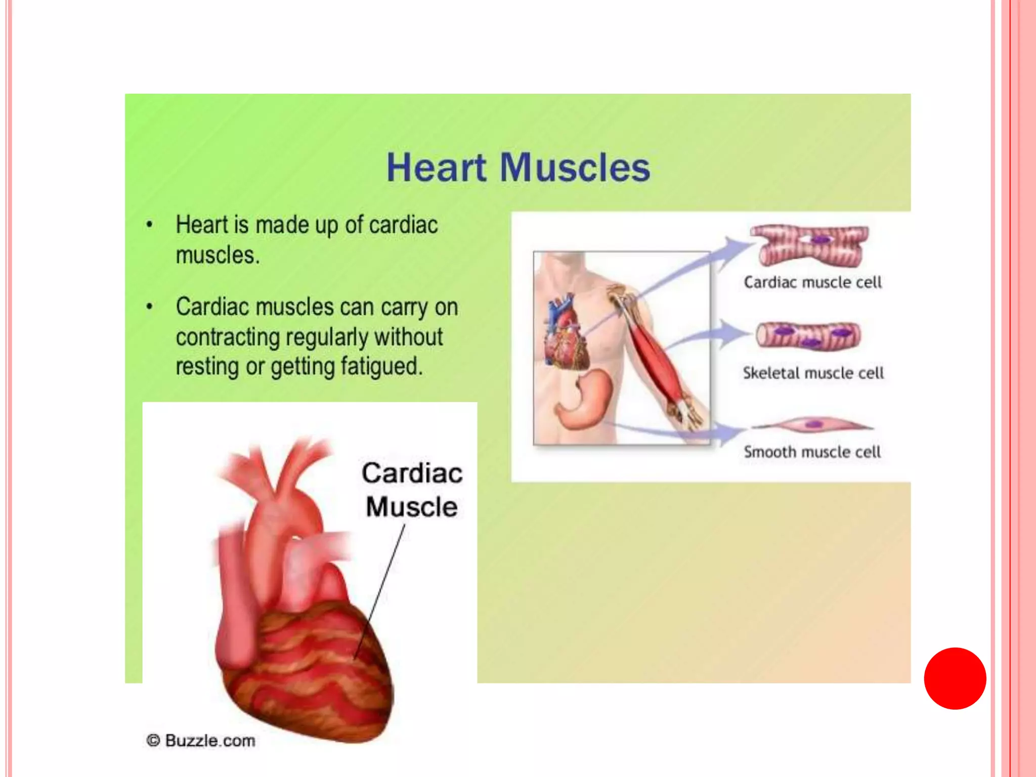 Pritesh(HEART ANATOMY )NURSING | PPT