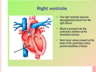 Pritesh(HEART ANATOMY )NURSING | PPT