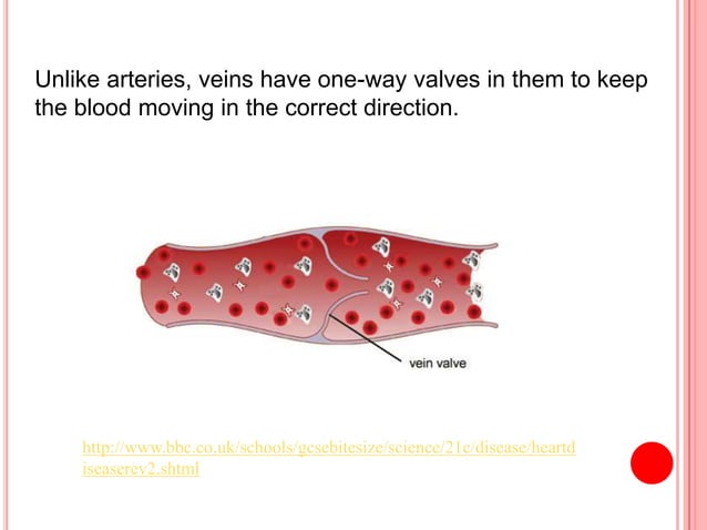 Pritesh(HEART ANATOMY )NURSING | PPT