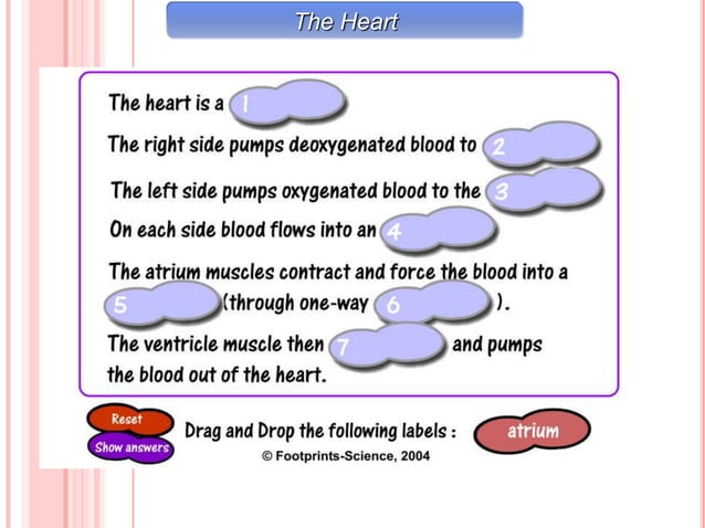 Pritesh(HEART ANATOMY )NURSING | PPT