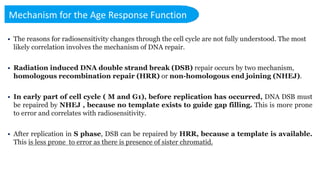 PRITHA Cell cycle and Radiosensitivity.pptx