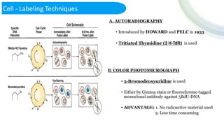 PRITHA Cell cycle and Radiosensitivity.pptx