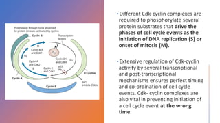 PRITHA Cell cycle and Radiosensitivity.pptx