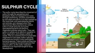 Biogeochemical cycles (Sedimentary Cycles) | PDF
