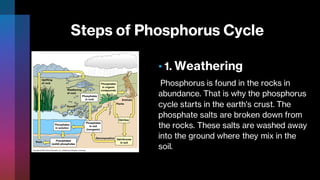 Biogeochemical cycles (Sedimentary Cycles) | PDF