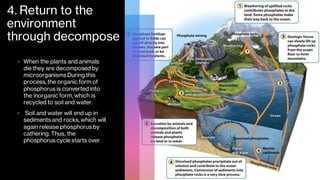 Biogeochemical cycles (Sedimentary Cycles) | PPT