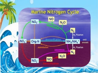 Marine Nitrogen cycle, Iron limitation, ocean fertilization | PDF