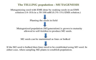 Tillling and Ecotilling | PPTX