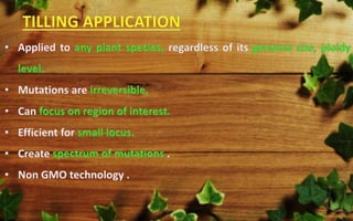 Tillling and Ecotilling | PPTX