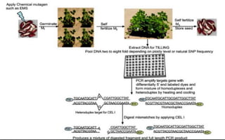 Tillling and Ecotilling | PPTX