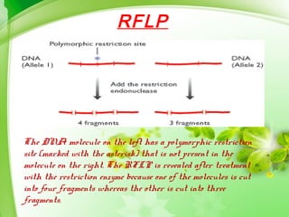 Genome Mapping | PPT