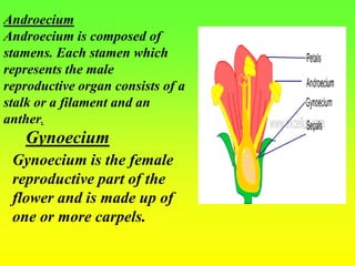 flower and fruit for 8th | PPT