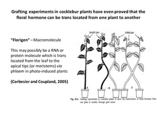 Classical and molecular breeding approaches for developing photo ...
