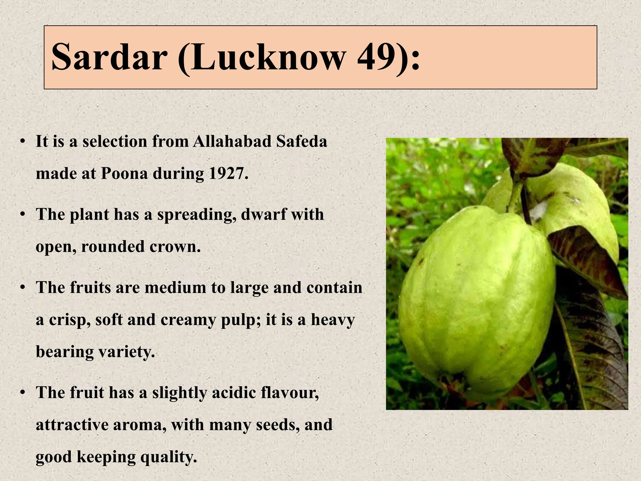 Guava hybridization- Psidium guajava genotypes | PPTX