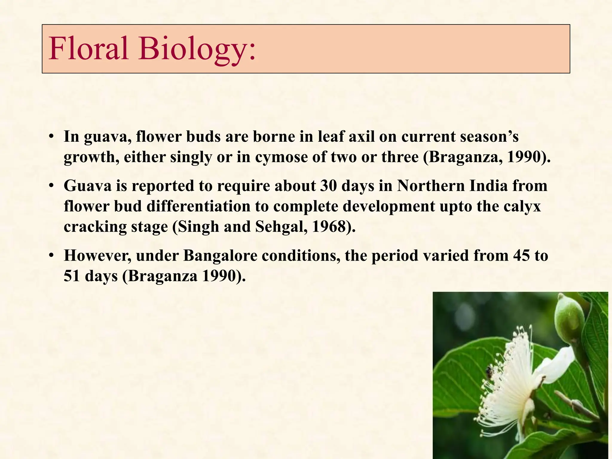 Guava hybridization- Psidium guajava genotypes | PPTX