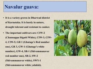 Guava hybridization- Psidium guajava genotypes | PPTX